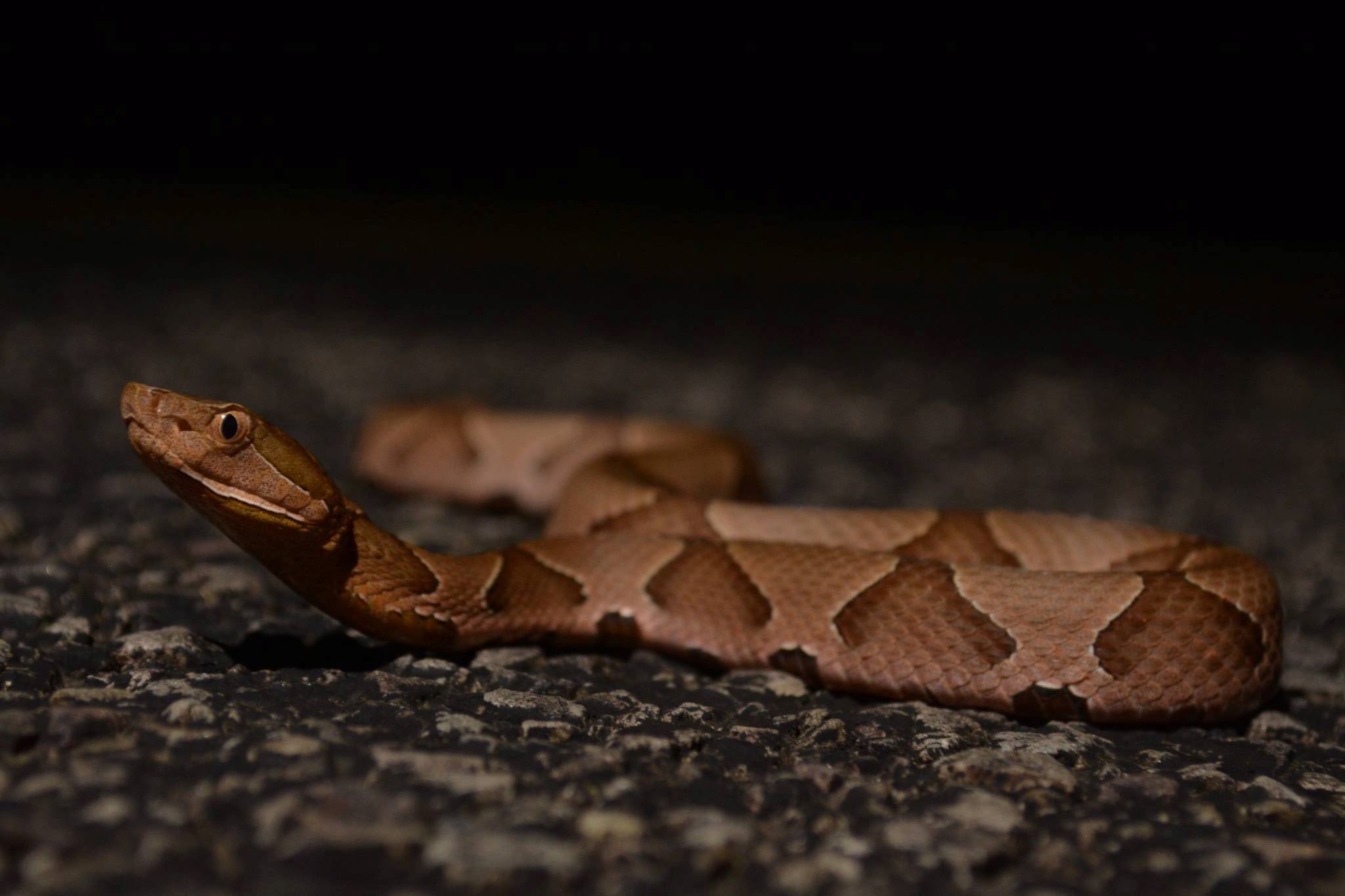 Snake Protection | Blocker Outdoors